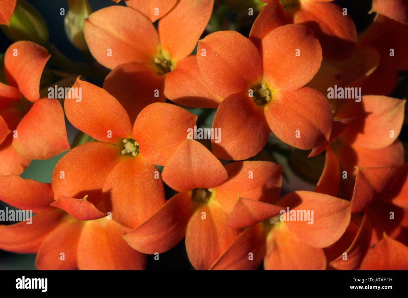 Bright orange flowers Stock Photo - Alamy