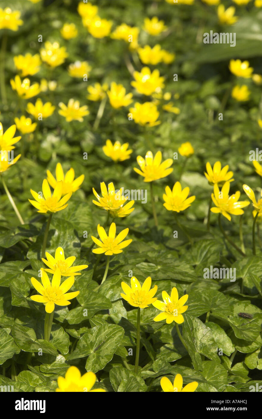 Lesser Celandine ranunculus ficaria in full bloom during spring Norfolk ...