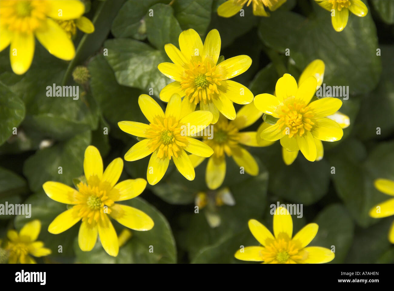 Lesser Celandine ranunculus ficaria in full bloom during spring Norfolk ...