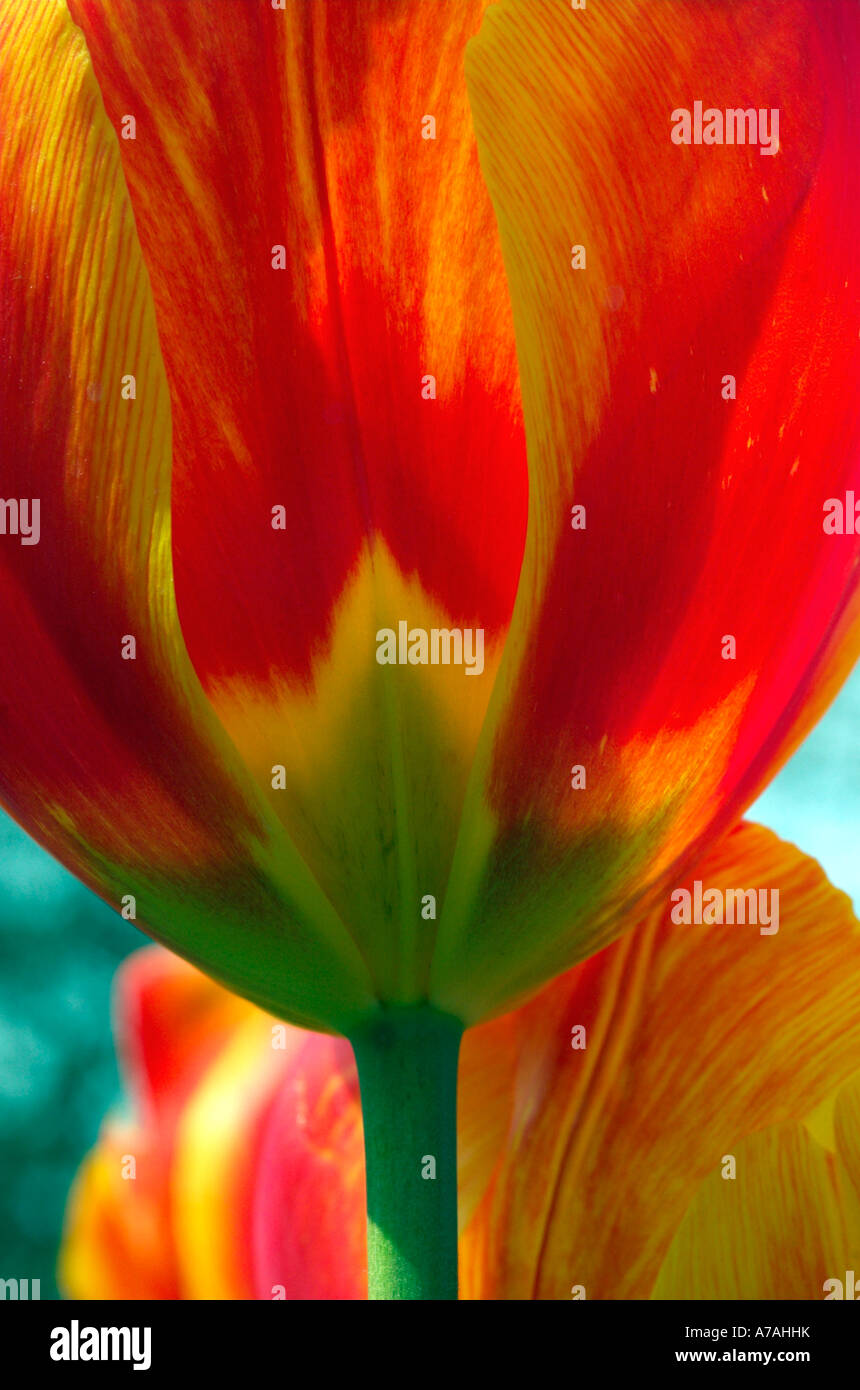 Detail of a tulip Stock Photo - Alamy
