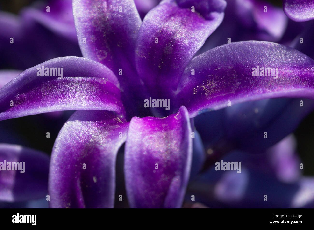 Single hyacinth hi-res stock photography and images - Alamy