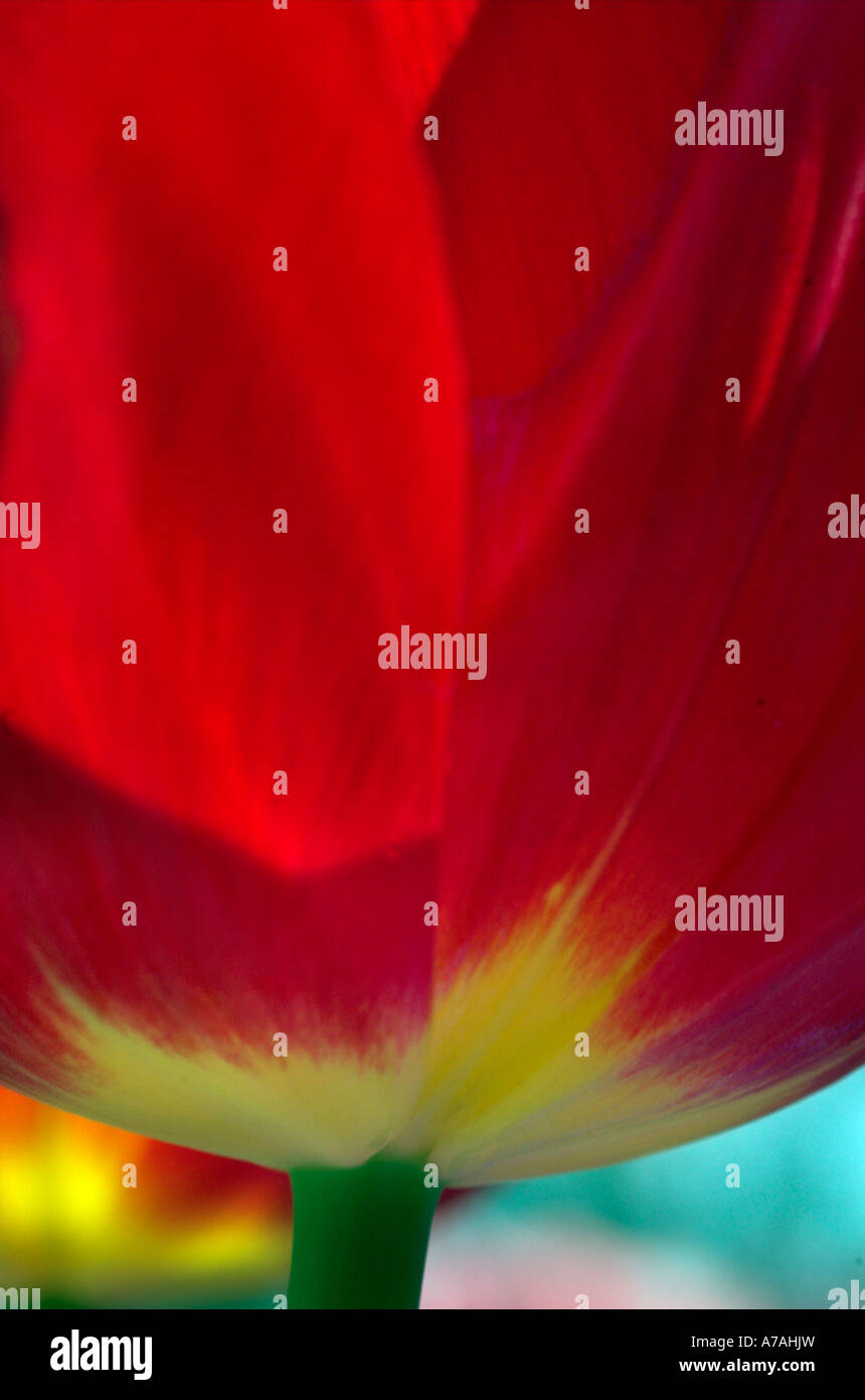 Tulip side hi-res stock photography and images - Alamy