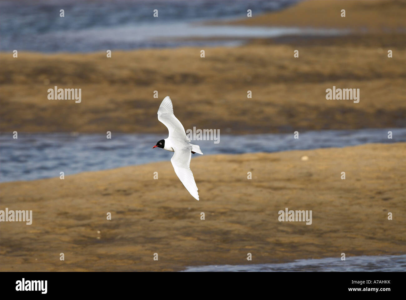 Mediterranean Gull larus melanocephalus Adult bird in flight during ...