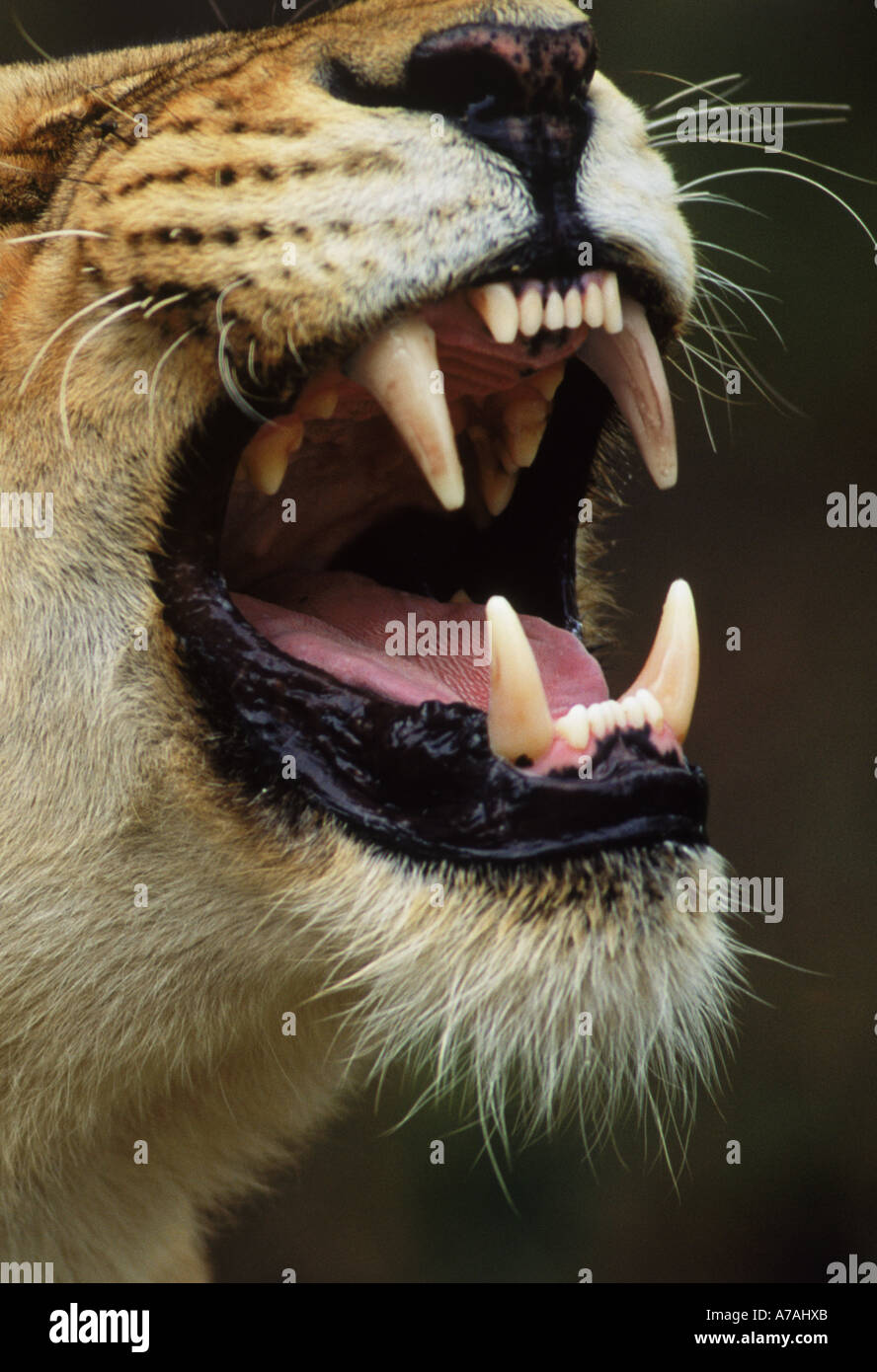 Canine teeth of lioness (Panthera leo) in Africa Stock Photo - Alamy