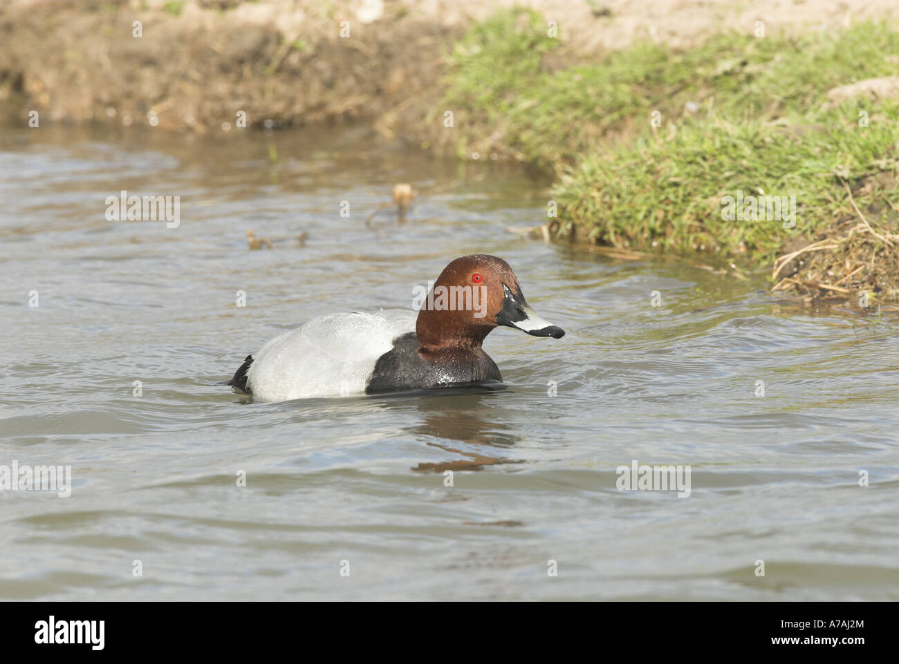 Red list birds of conservation concern 4 bocc 4 pochard hi-res stock ...