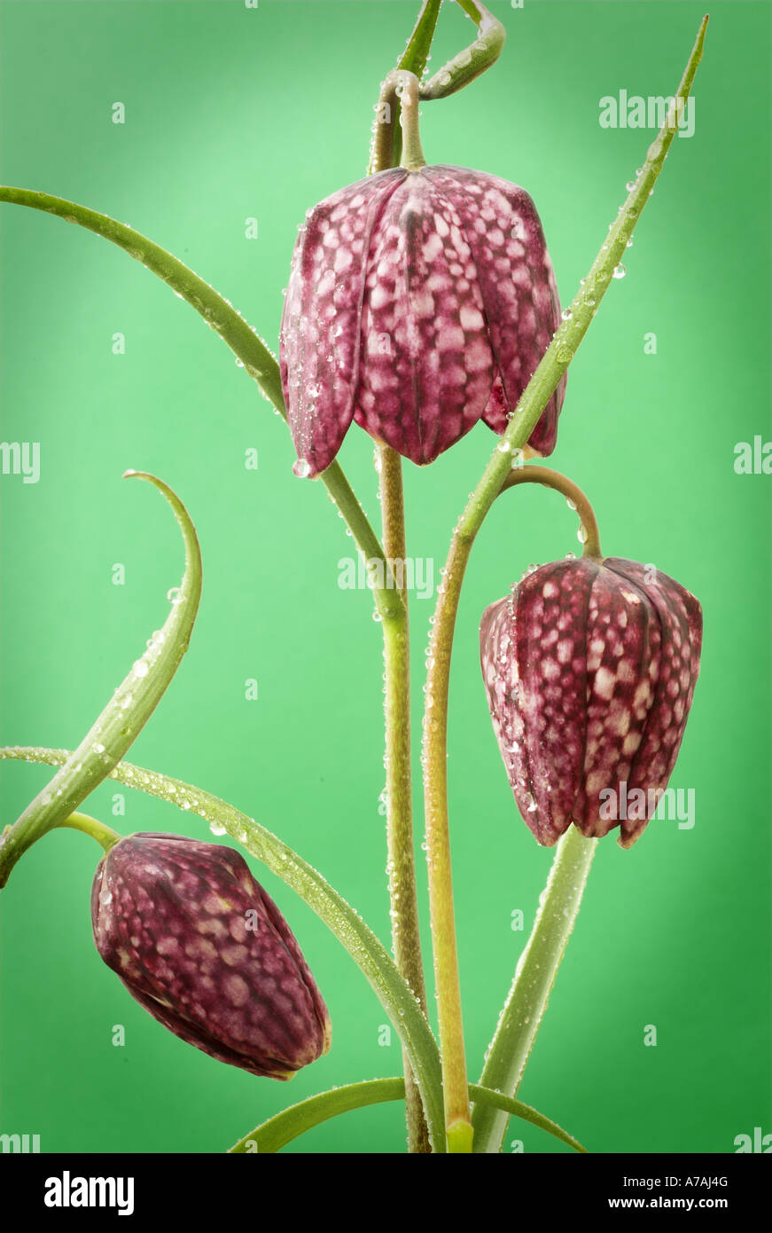 Still life study of Snakes head fritillary fritillaria meleagris Stock ...
