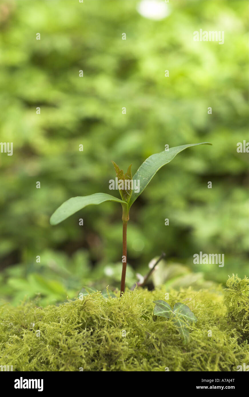 Sycamore tree seedling hi-res stock photography and images - Alamy