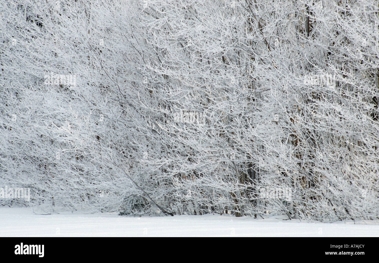 Heavily frosted trees in Quebec Stock Photo - Alamy