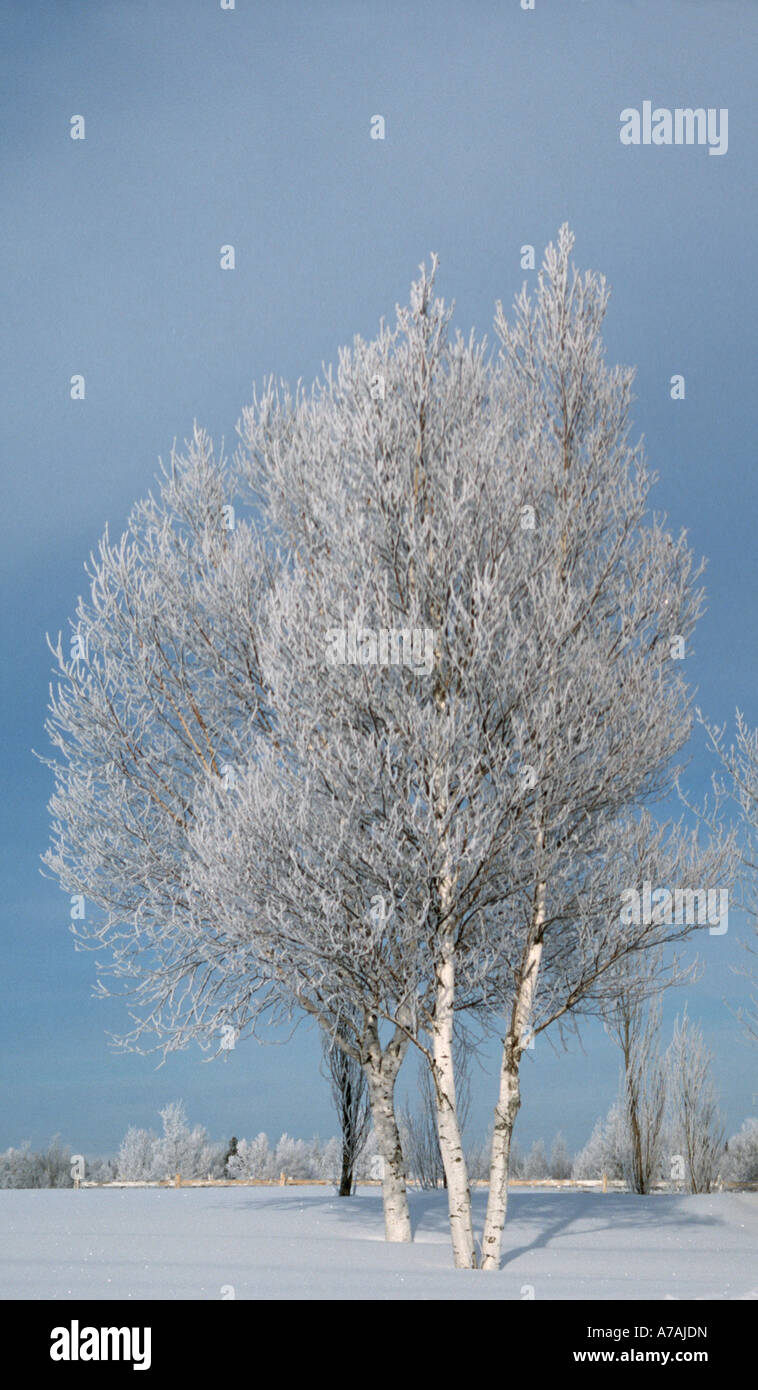 Heavily frosted trees in Quebec Stock Photo - Alamy
