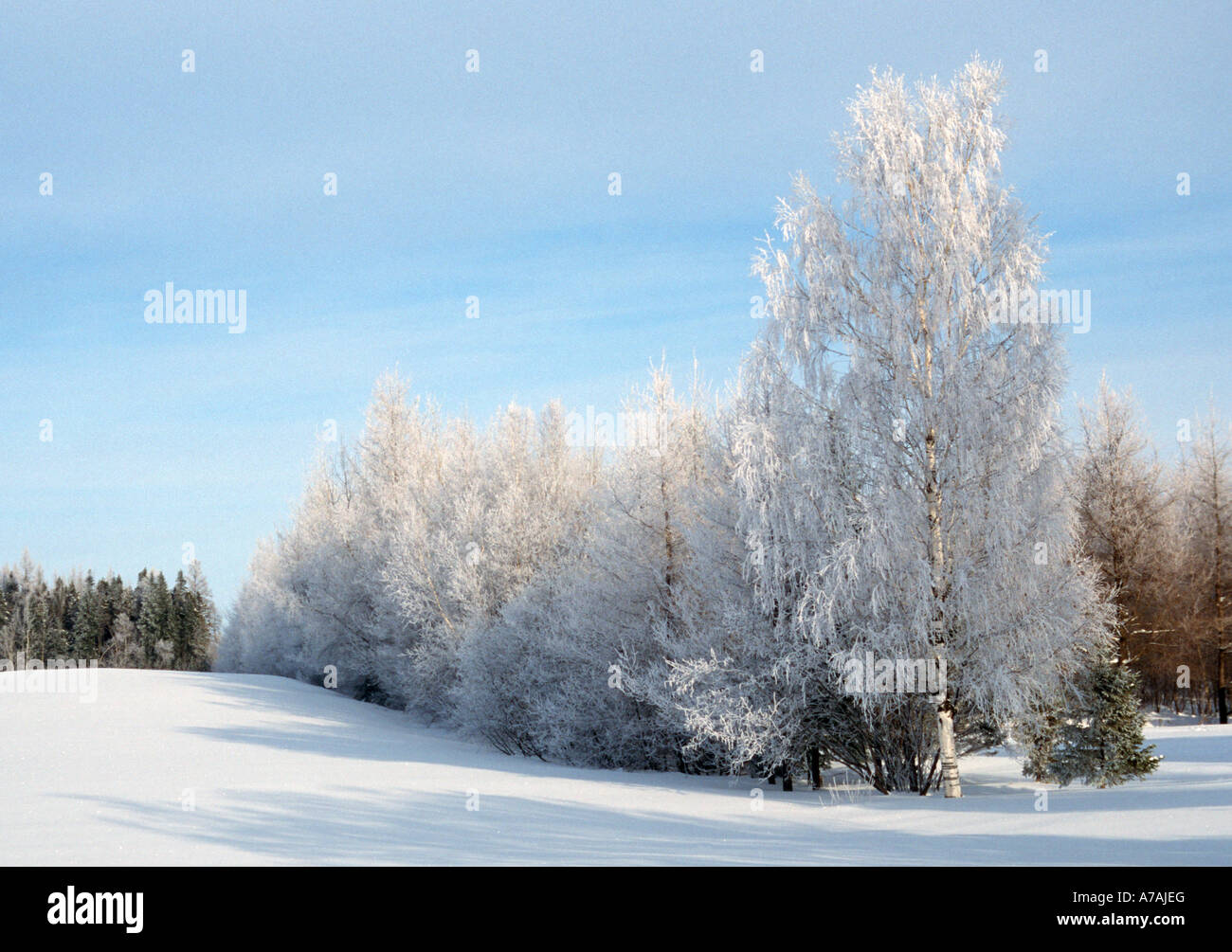 A group of heavily frosted trees in Quebec Stock Photo - Alamy