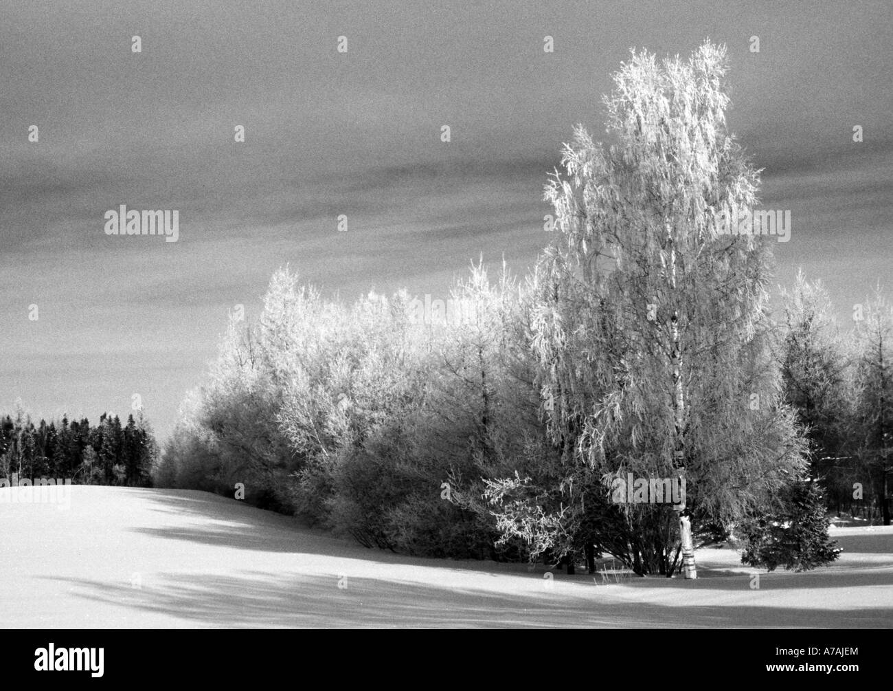 Frosty birch tree Black and White Stock Photos & Images - Alamy