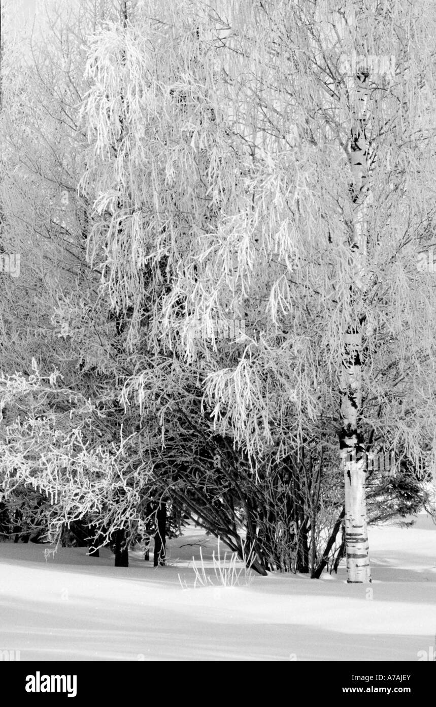 Frost covered silver birch trees in Quebec Stock Photo - Alamy