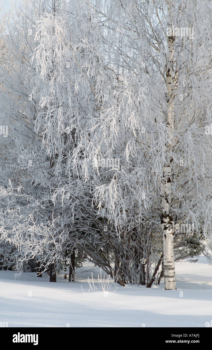 Frost covered silver birch trees in Quebec Stock Photo - Alamy
