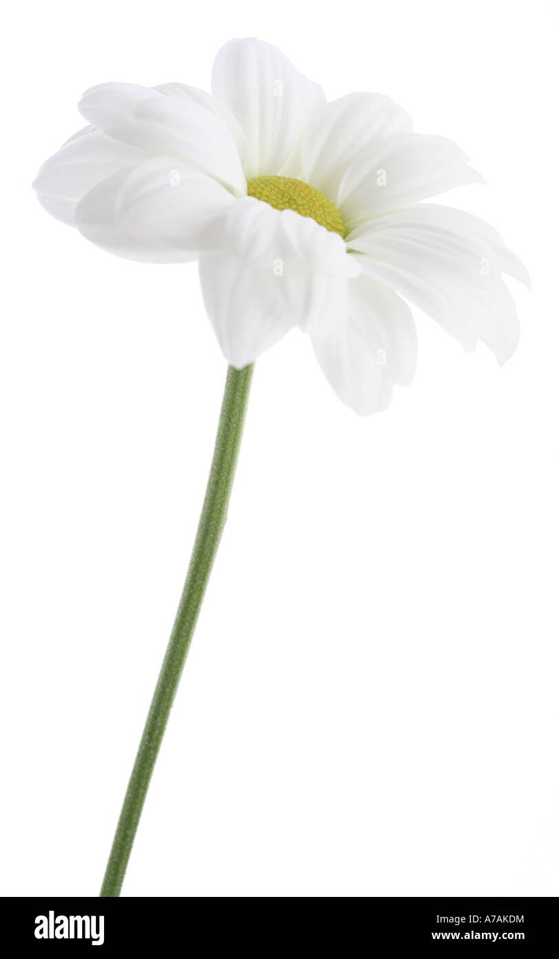 Single long stemmed Daisy Chrysanthemum Stock Photo - Alamy