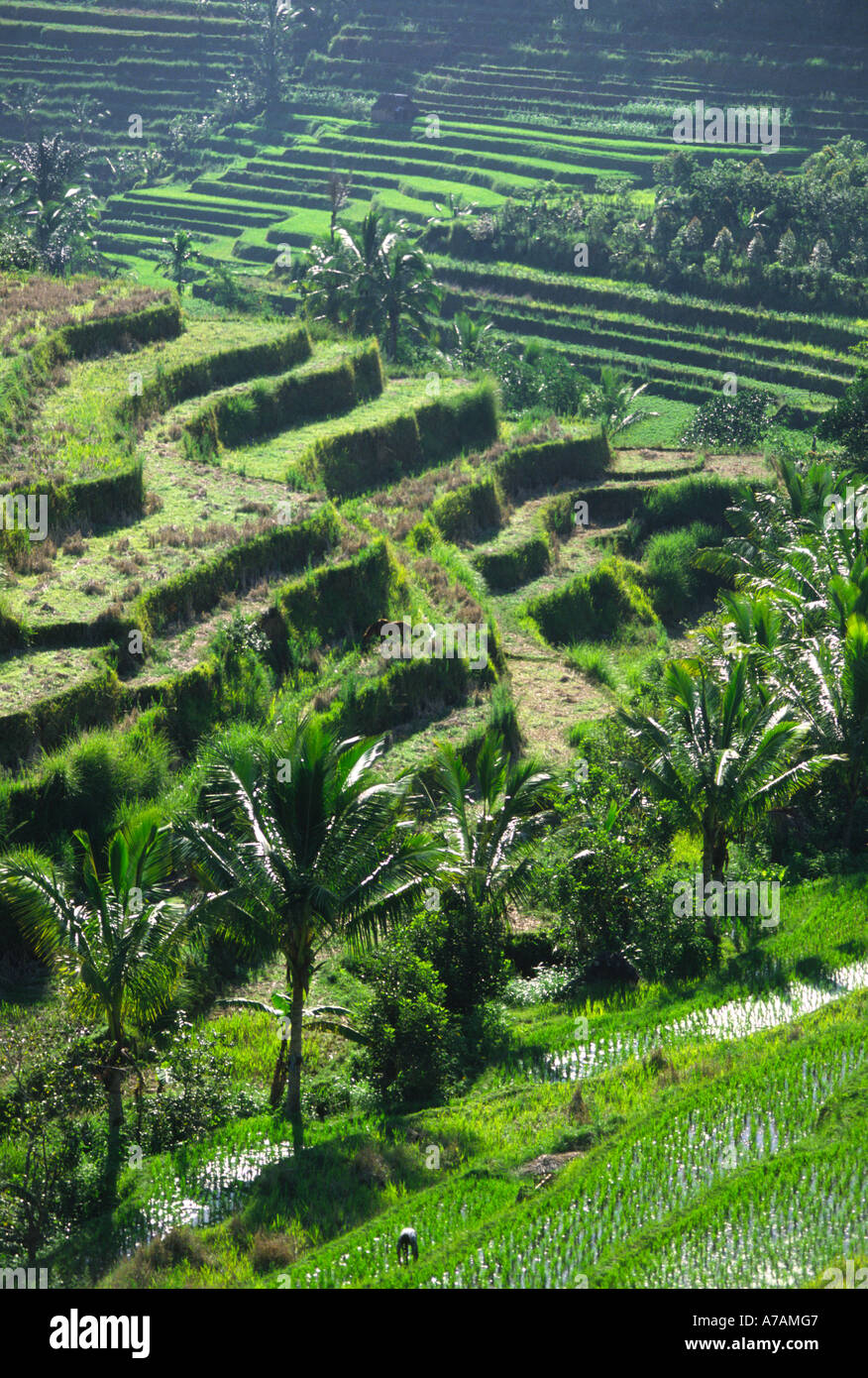 Terraced paddy fields of central Bali Stock Photo - Alamy