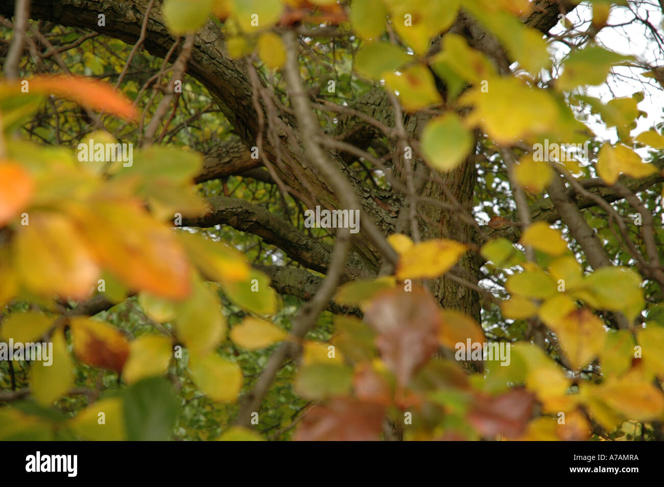 Pflanzen plants botanical Natur nature Baum tree Bäume trees Laub ...