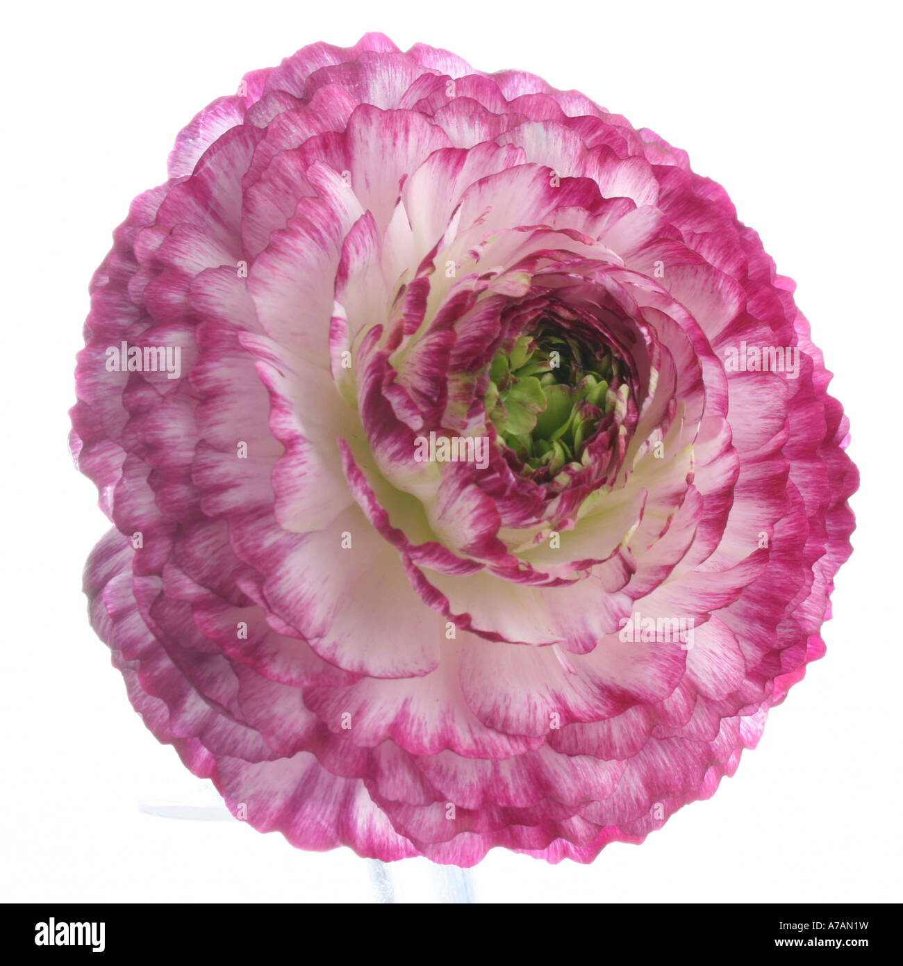 Ranunculus flower head Stock Photo - Alamy