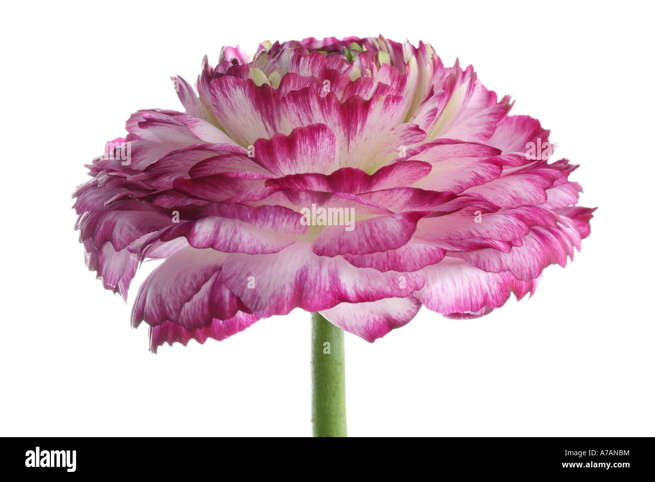 Single stemmed Ranunculus Stock Photo - Alamy