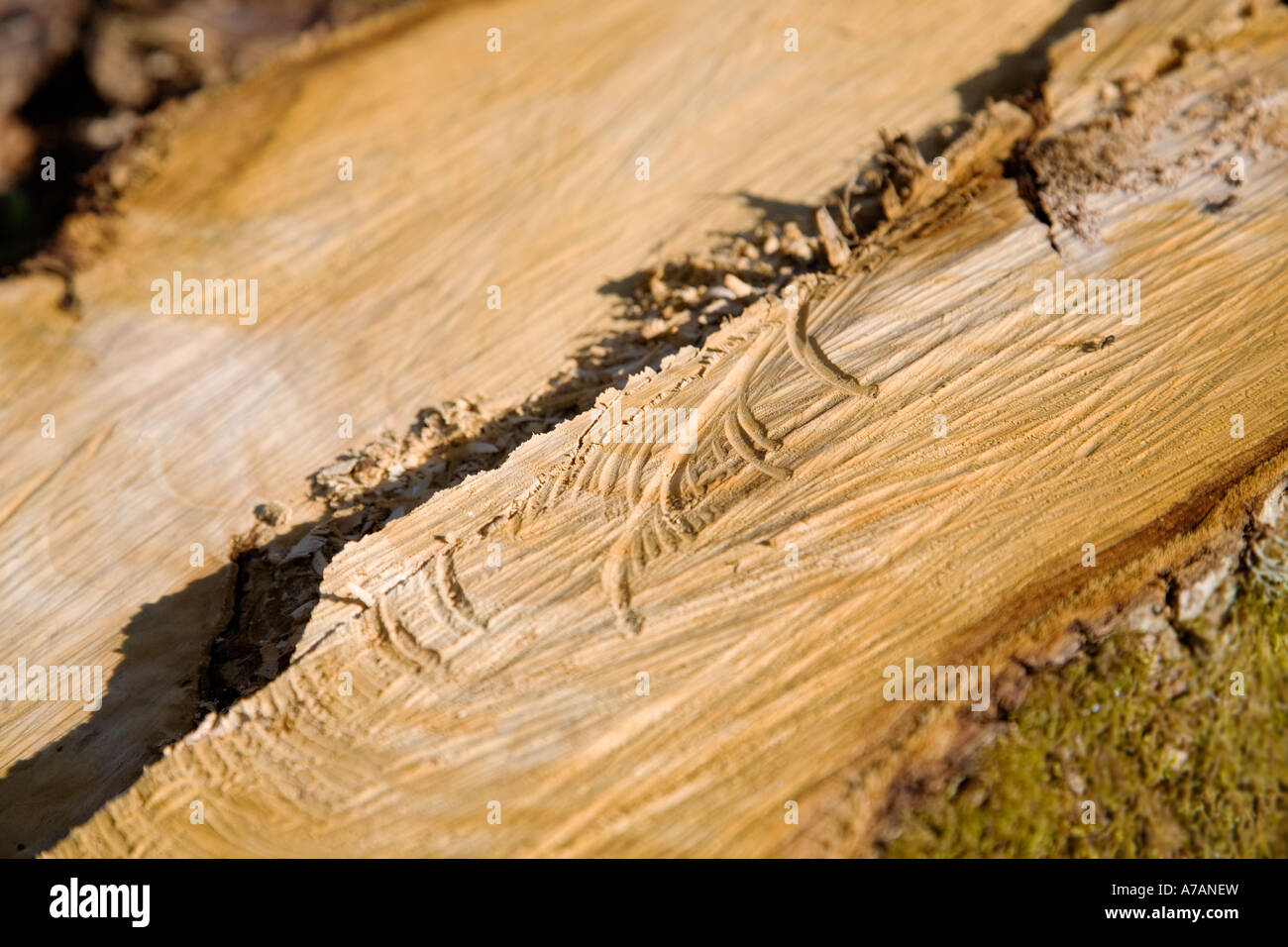 Extreme close-up of a beech tree stump with saw marks and a bug ...
