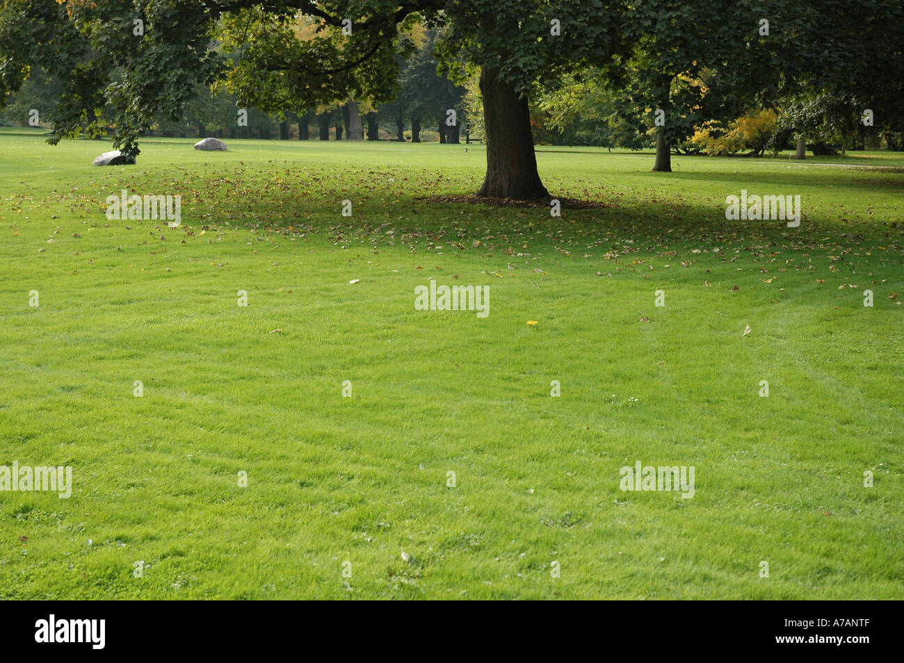 Pflanzen plants botanical Natur nature Baum tree Stock Photo - Alamy