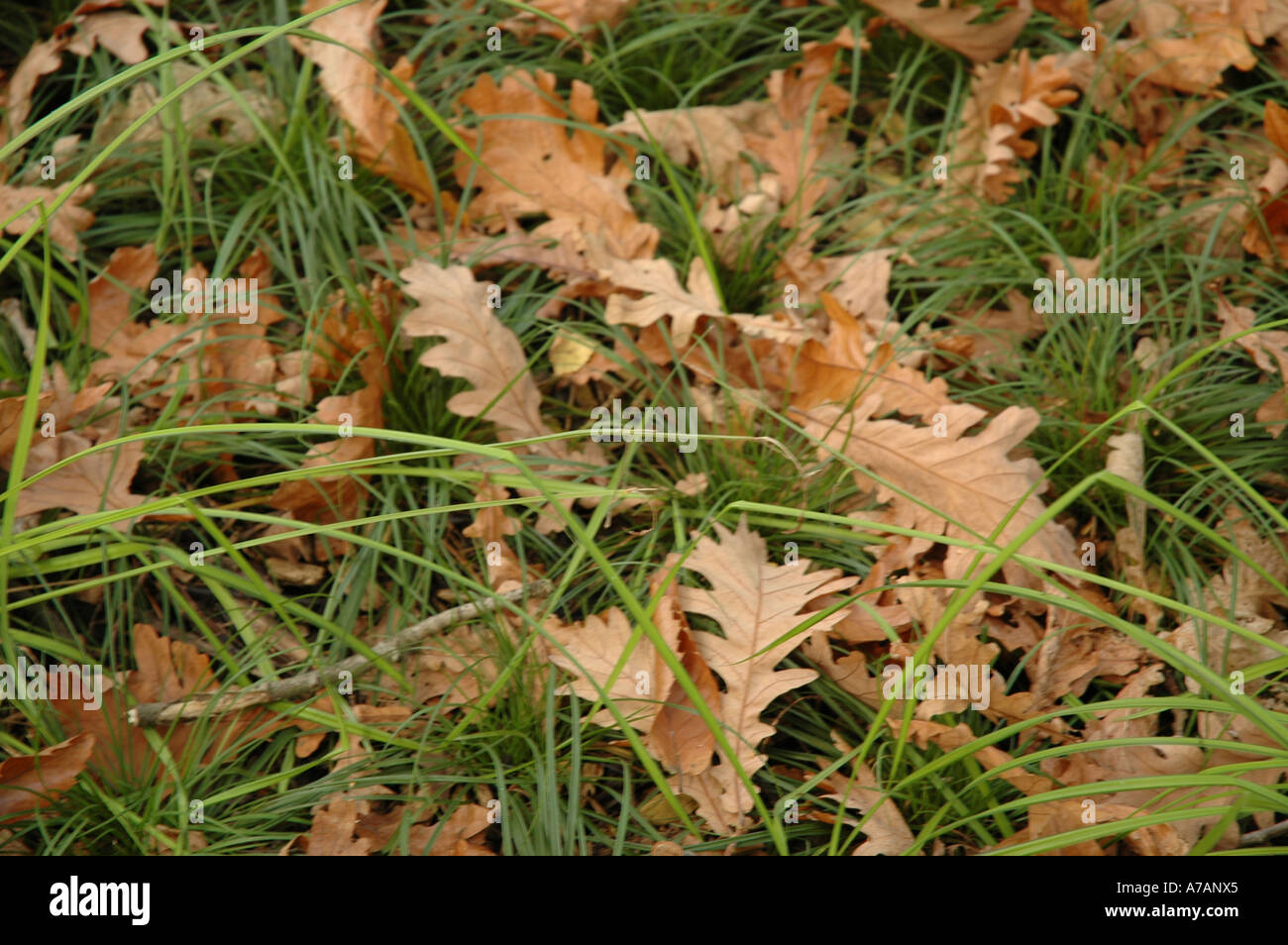 Pflanzen plants botanical Natur nature Stieleiche Cochlearifolia ...