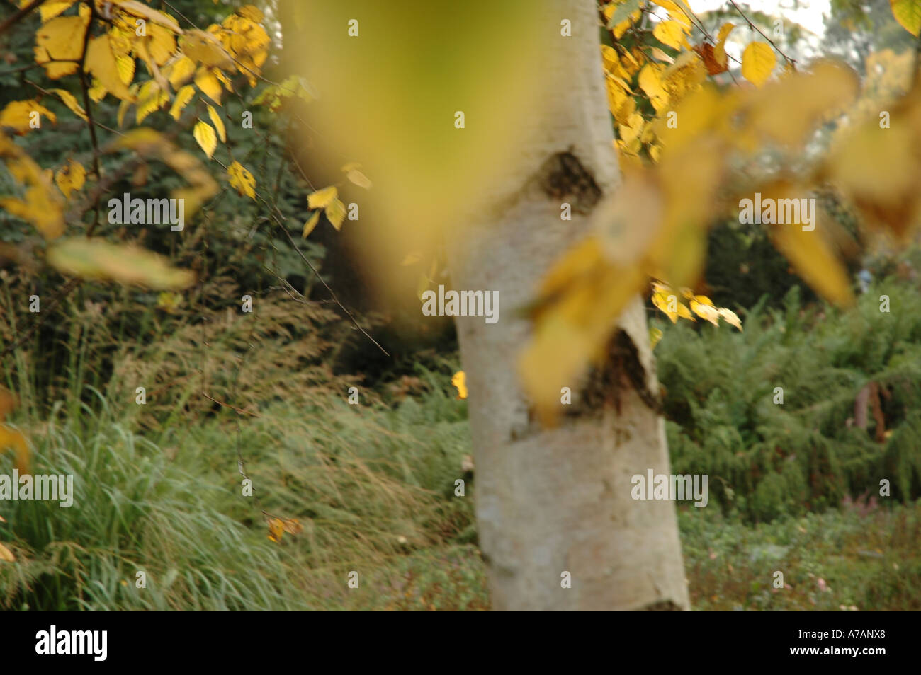 Natur nature Baum tree Bäume trees Laub foliage leaves Birke birch ...