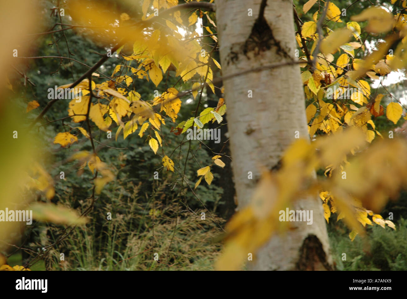 Natur nature Baum tree Bäume trees Laub foliage leaves Birke birch ...