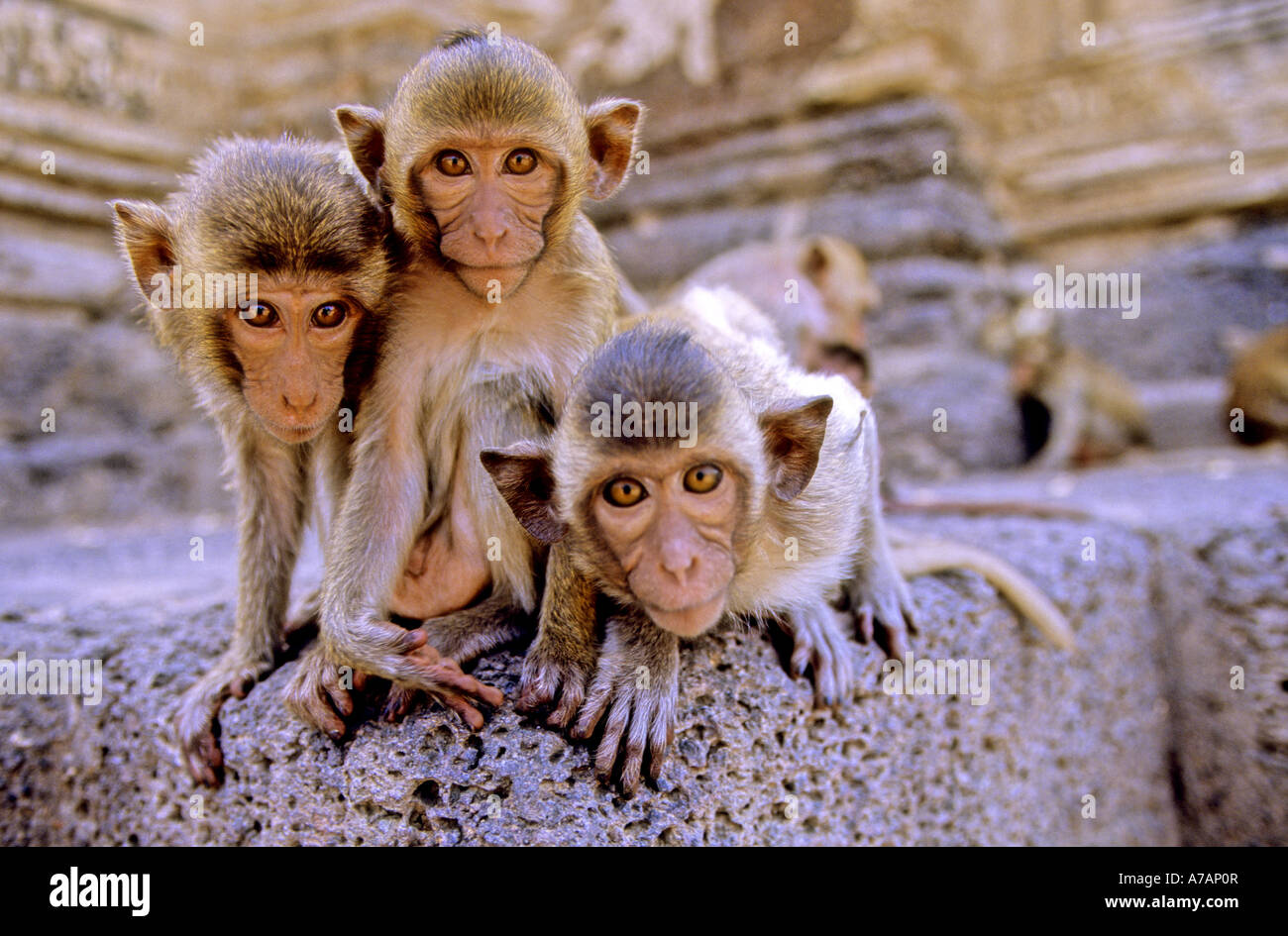 Three monkeys at a temple in Lopburi, Thailand Stock Photo - Alamy
