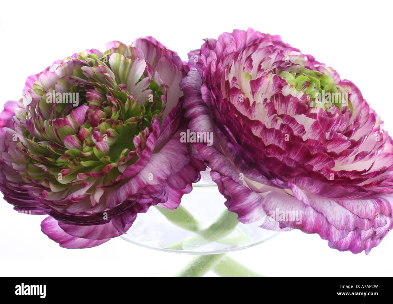 Two Ranunculus flower heads in a glass of water Stock Photo - Alamy