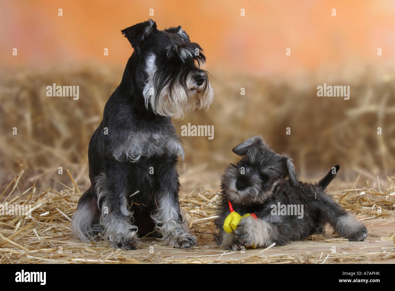 Two miniature schnauzer dogs hi-res stock photography and images - Alamy