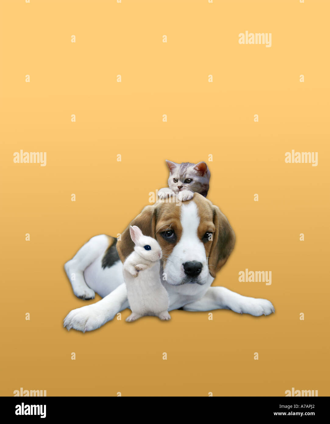 Pets friends dog cat rabbit hi-res stock photography and images - Alamy