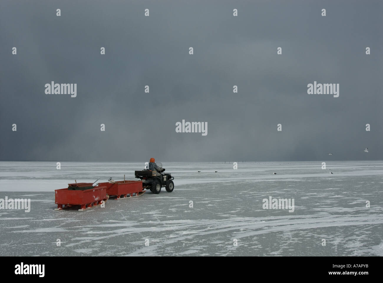 Smelt Fishing Miramichi Bay New Brunswick Canada and transporting smelt ...