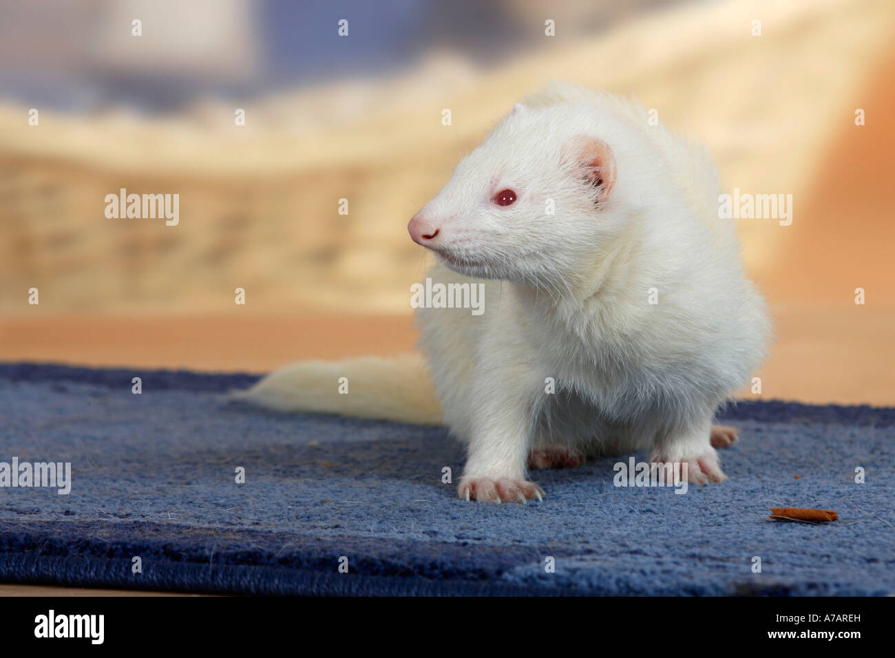 Ferret Mustela putorius forma domestica Stock Photo - Alamy