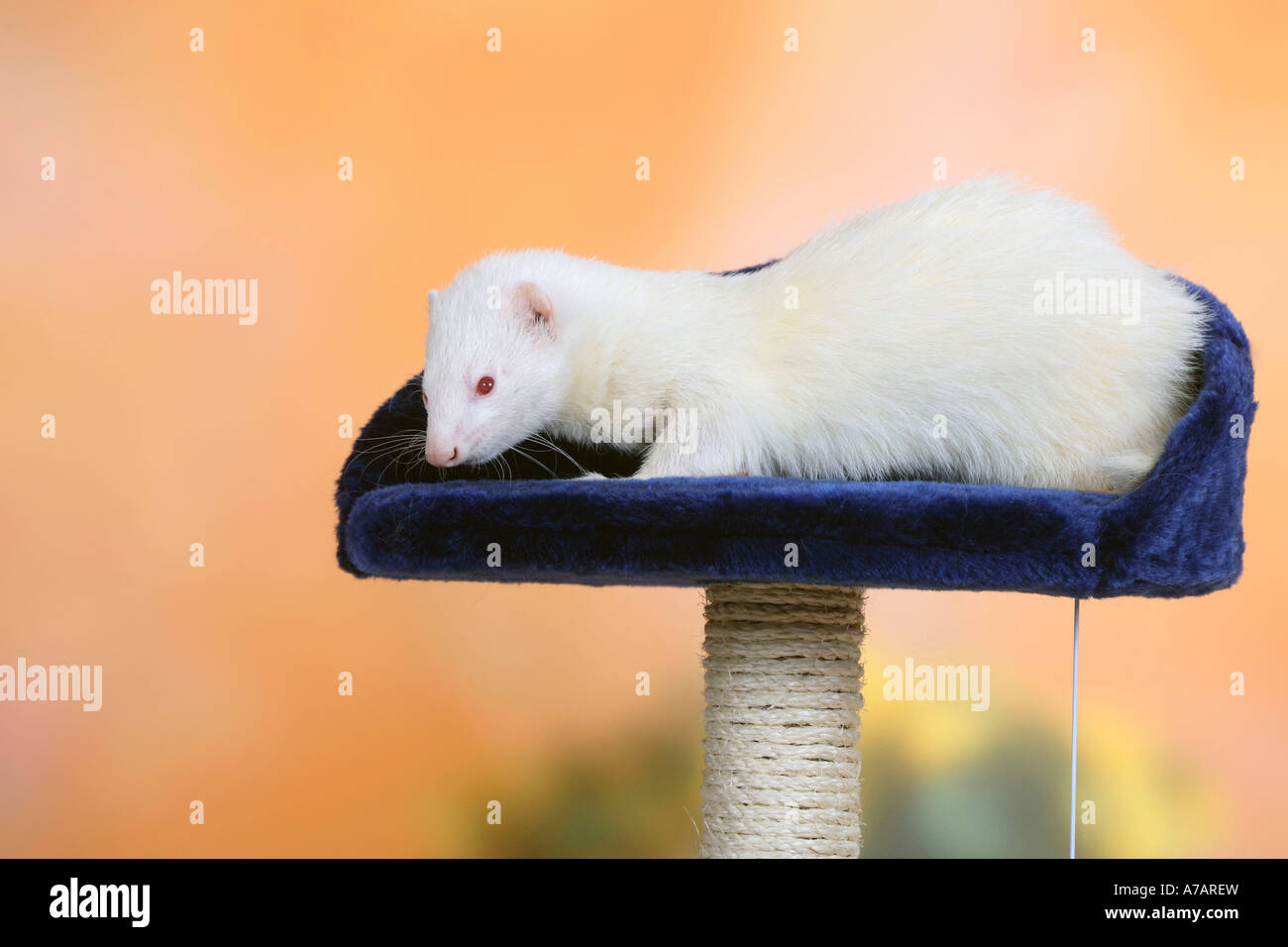 Ferret Mustela putorius forma domestica Stock Photo - Alamy