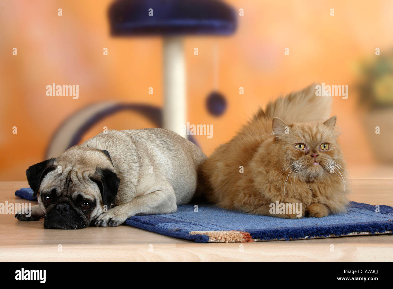 Pug and Persian Cat Stock Photo - Alamy