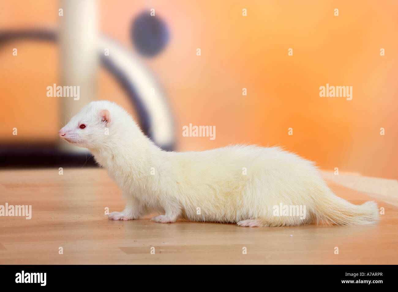 Ferret Mustela putorius forma domestica side Stock Photo - Alamy