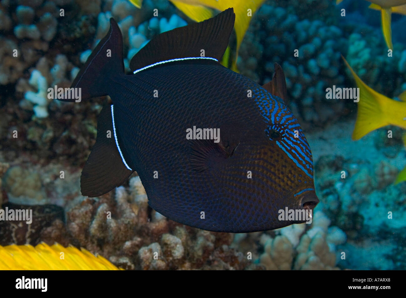 Black durgon melichthys niger hawaii hi-res stock photography and ...