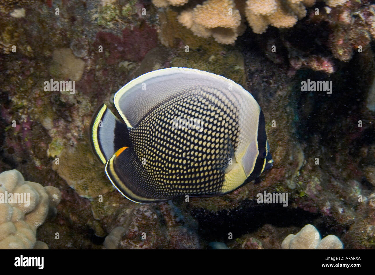 Reticulated butterflyfish, Chaetodon reticulatus, Hawaii Stock Photo ...
