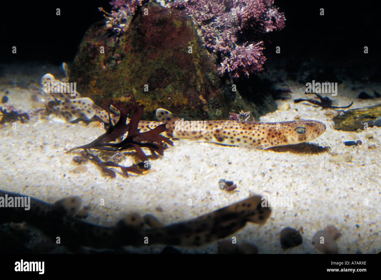 A juvenile lesser spotted dogfish, Scyliorhinus canicula, Scotland, UK ...
