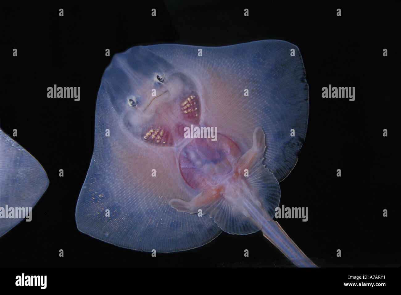 The underside of a juvenile thornback ray, Raja clavata, Scotland, UK ...