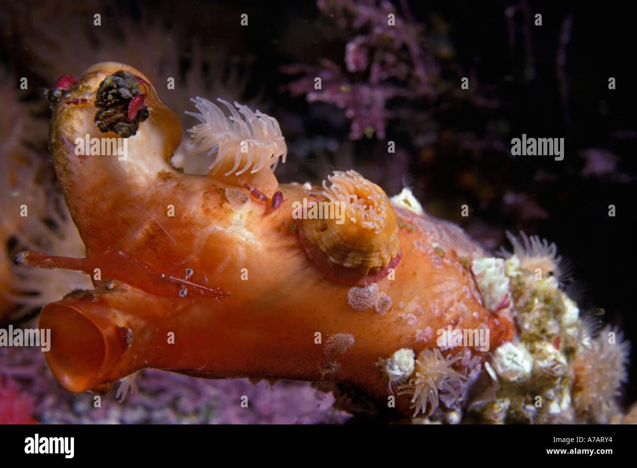 Sea peach halocynthia aurantium sea hi-res stock photography and images ...
