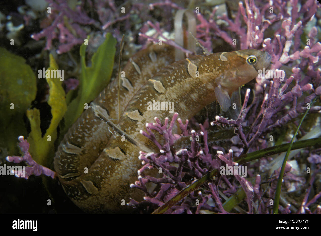 Gunnel fish hi-res stock photography and images - Alamy