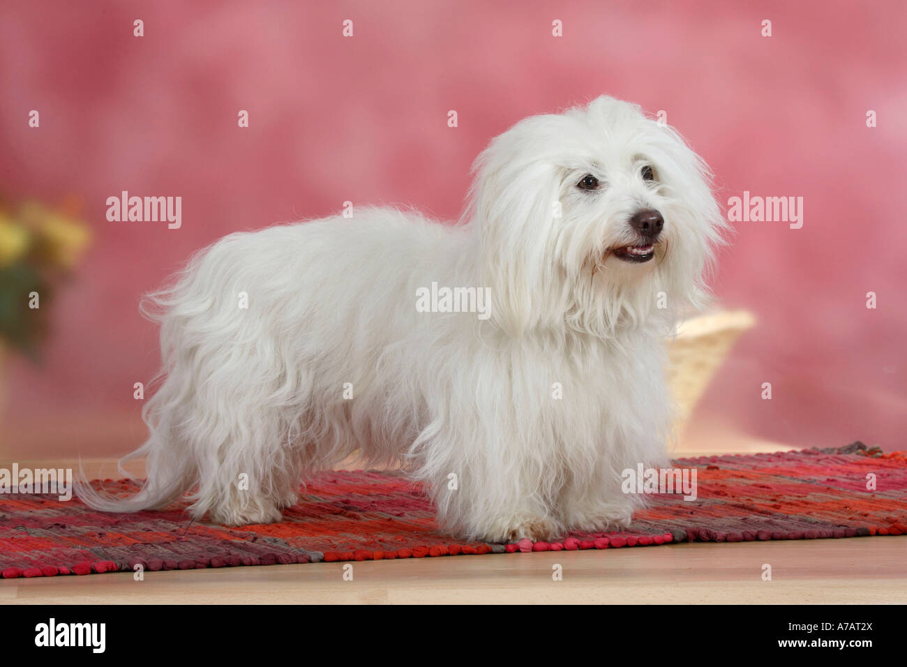 White coton de tulear hi-res stock photography and images - Alamy