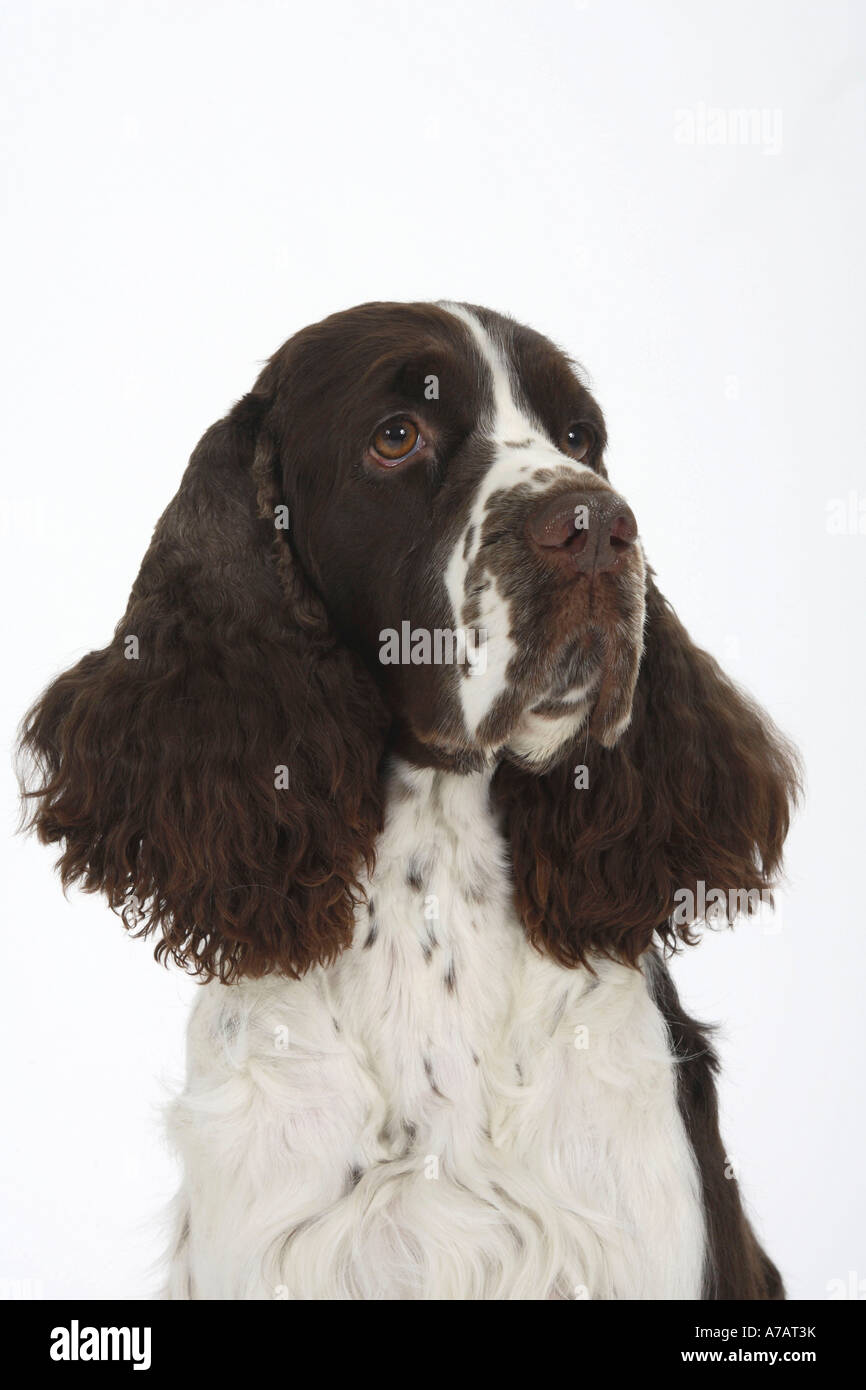 Adult springer spaniel hi-res stock photography and images - Alamy