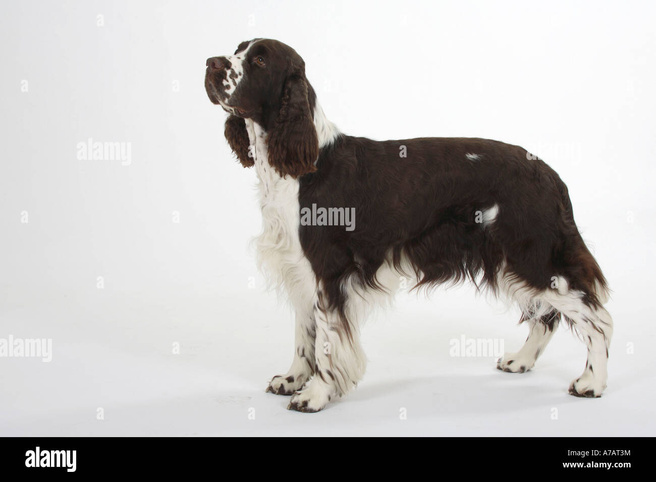 English springer spaniel side hi-res stock photography and images - Alamy