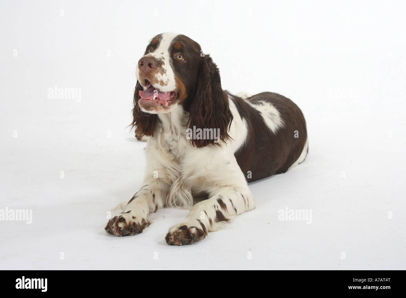 English Springer Spaniel Stock Photo - Alamy