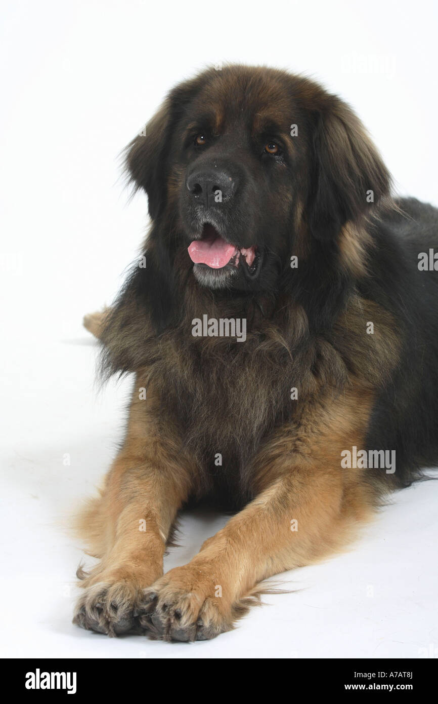 Leonberger hi-res stock photography and images - Alamy