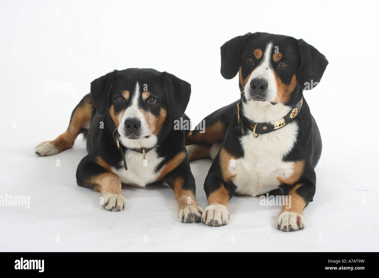 Horizontal dogs hi-res stock photography and images - Alamy