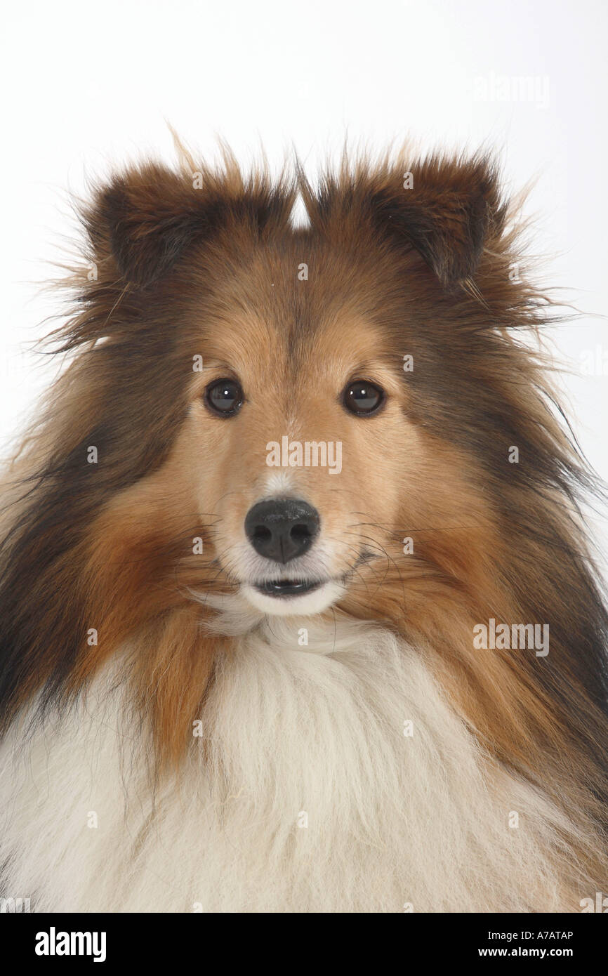 Sheltie Shetland Sheepdog Stock Photo - Alamy