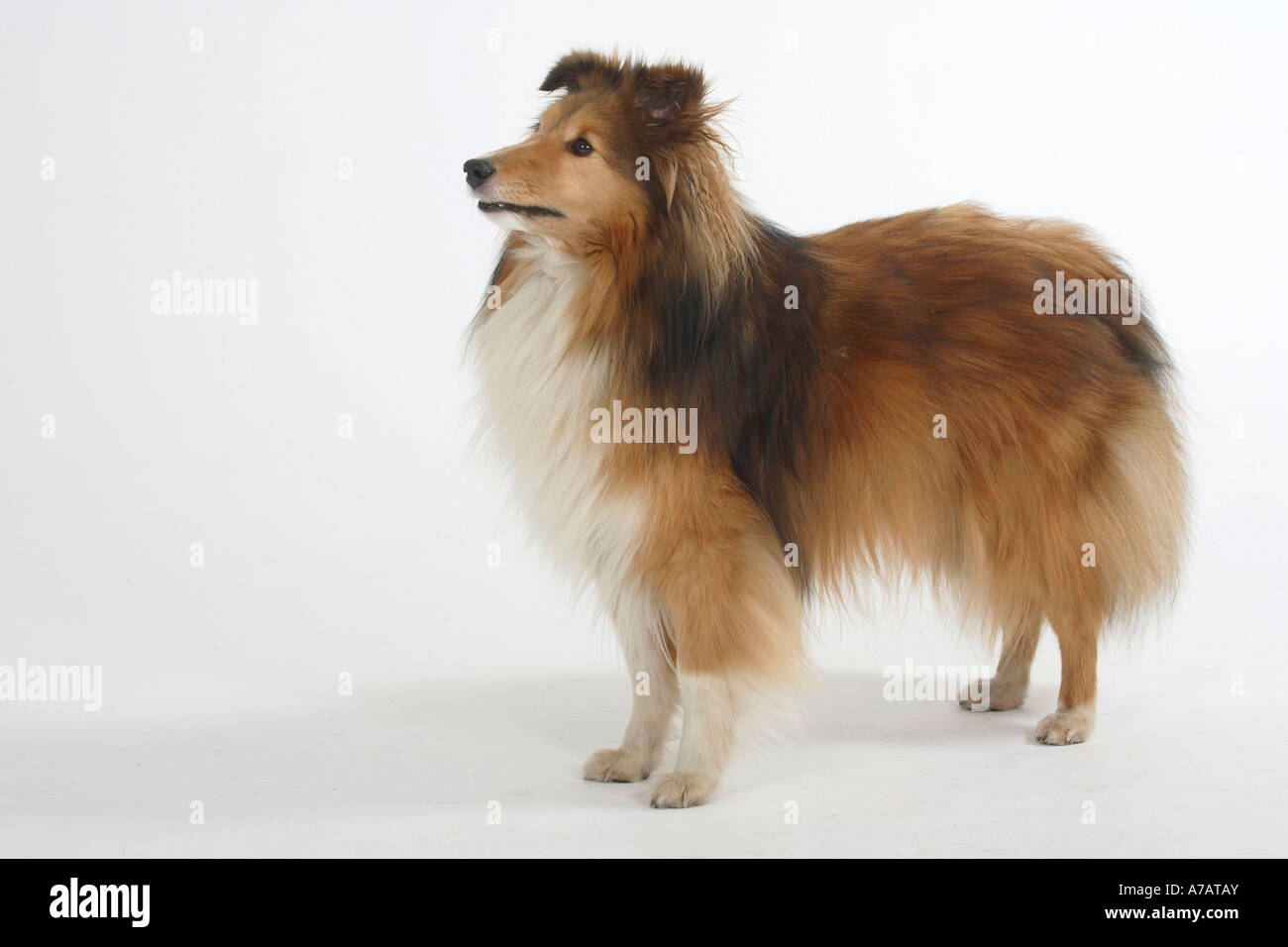 Sheltie Shetland Sheepdog Stock Photo - Alamy